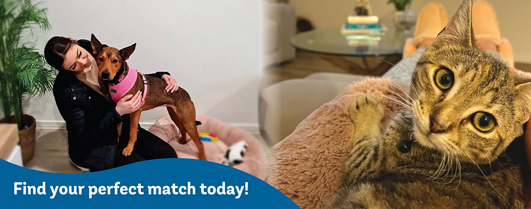 Home | AWL | Animal Welfare League