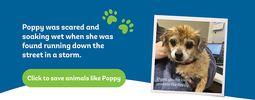 Home | AWL | Animal Welfare League