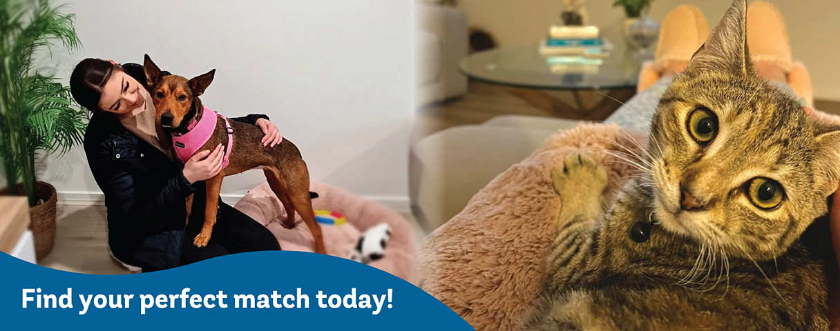 Home | AWL | Animal Welfare League