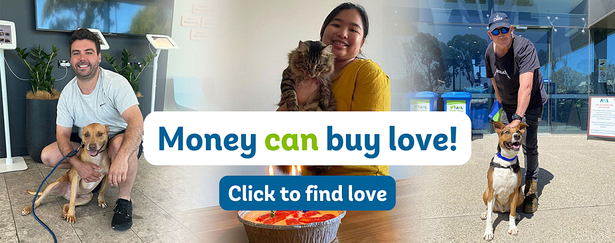 Home | AWL | Animal Welfare League