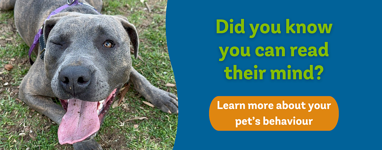 Home | AWL | Animal Welfare League