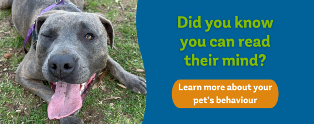 Home | AWL | Animal Welfare League