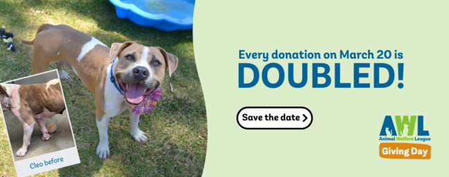 Home | AWL | Animal Welfare League