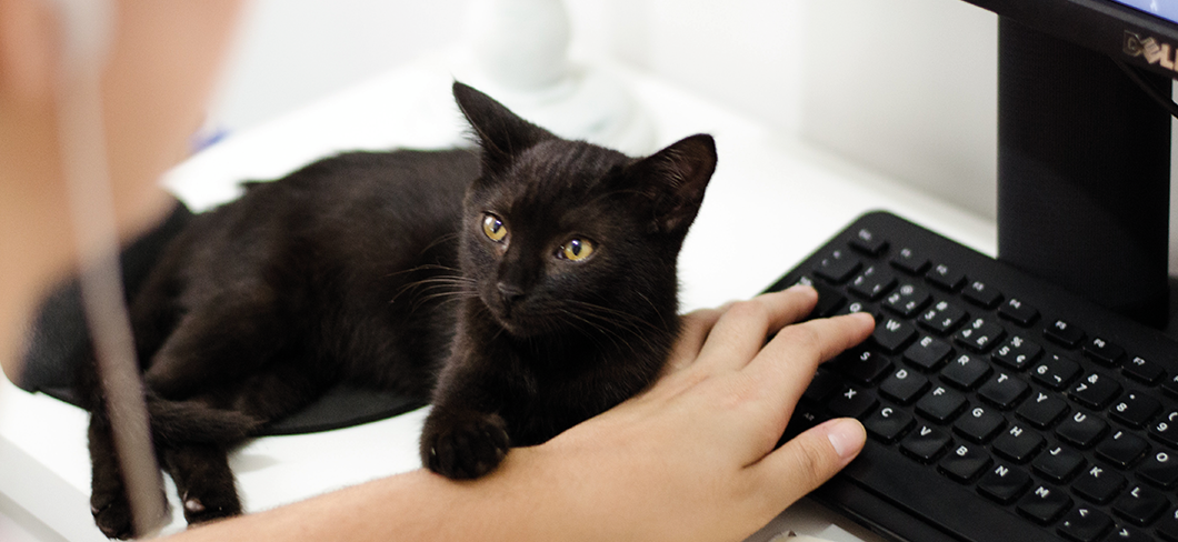 Support AWL | AWL | Animal Welfare League