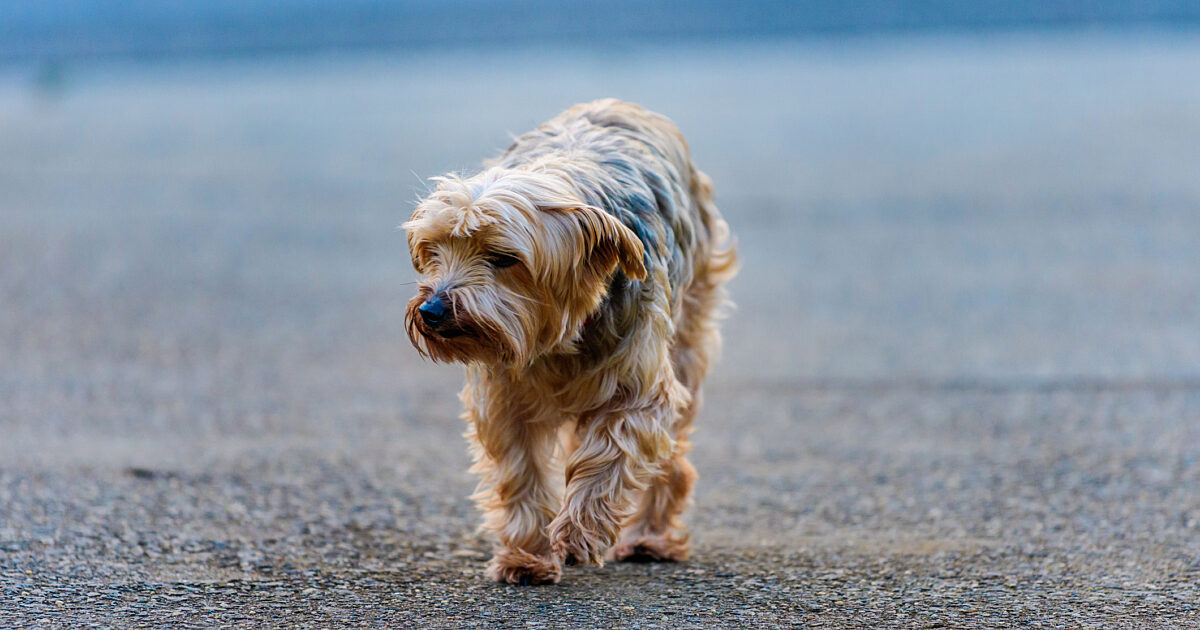 Is your pet microchipped? | AWL | Animal Welfare League