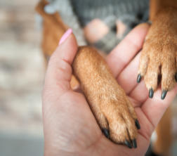 Help us help pets! | AWL | Animal Welfare League