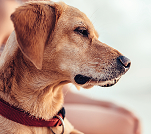 Farewell your pet | AWL | Animal Welfare League