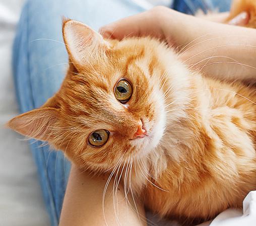 Support AWL | AWL | Animal Welfare League