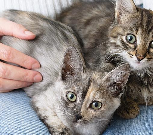 Support AWL | AWL | Animal Welfare League