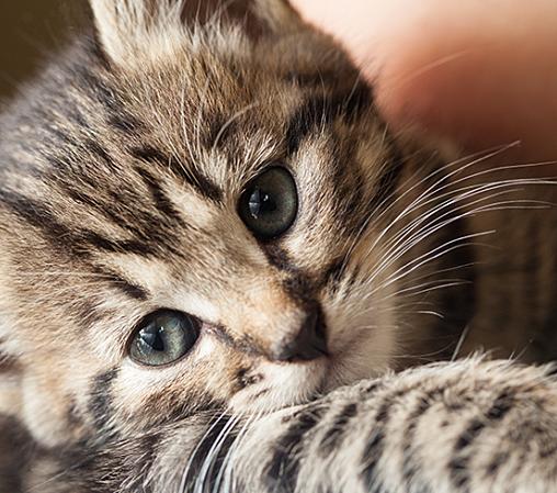 Blog | AWL | Animal Welfare League