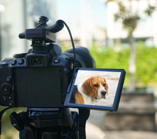 Help us help pets! | AWL | Animal Welfare League