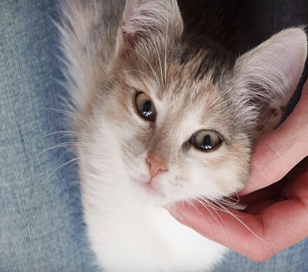 Support AWL | AWL | Animal Welfare League