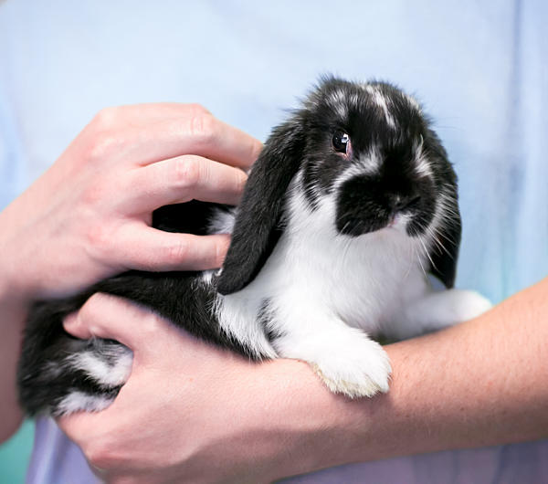 I've lost my pet | AWL | Animal Welfare League