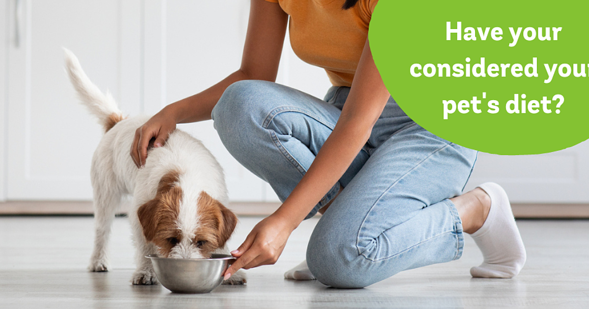 Pet training and behaviour | AWL | Animal Welfare League