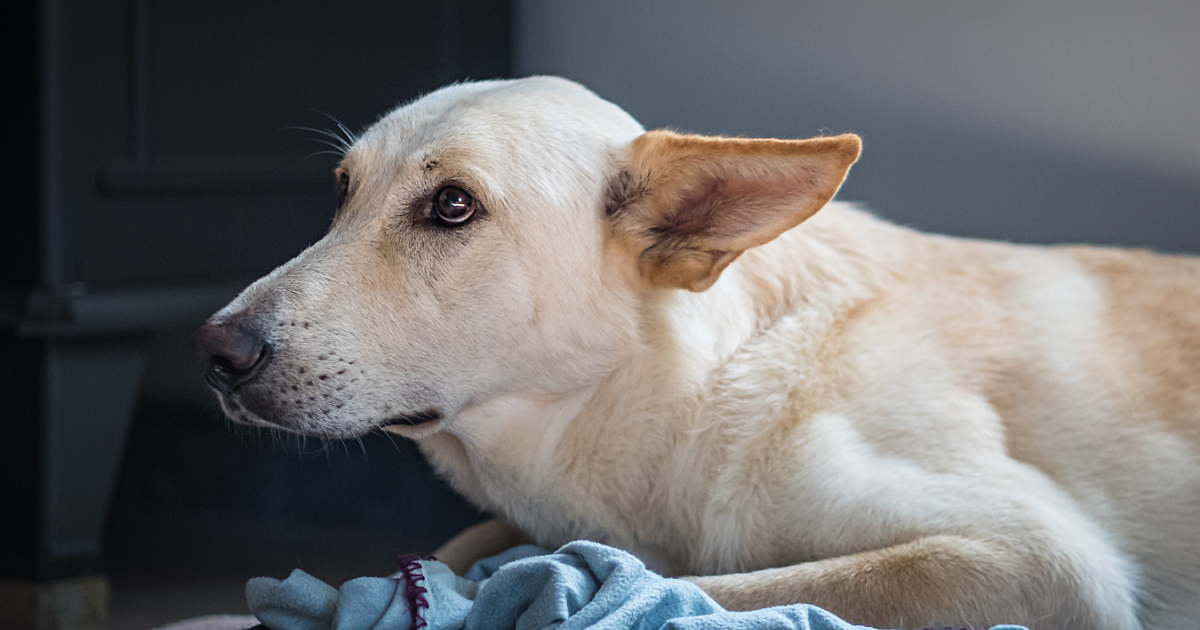 Prepare your pet for fireworks or… | AWL | Animal Welfare League