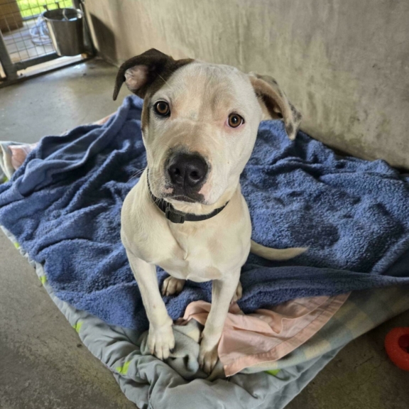 DOG825 | AWL | Animal Welfare League