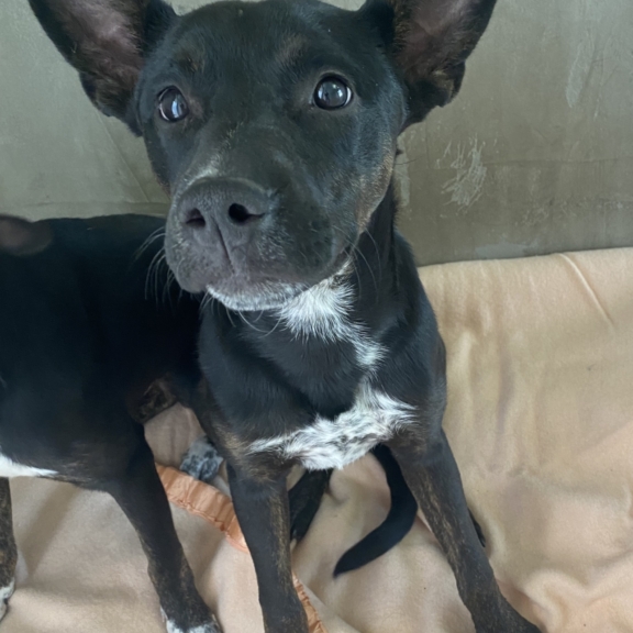 KY411 | AWL | Animal Welfare League