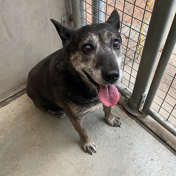 KY702 | AWL | Animal Welfare League