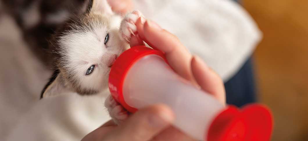 Support AWL | AWL | Animal Welfare League