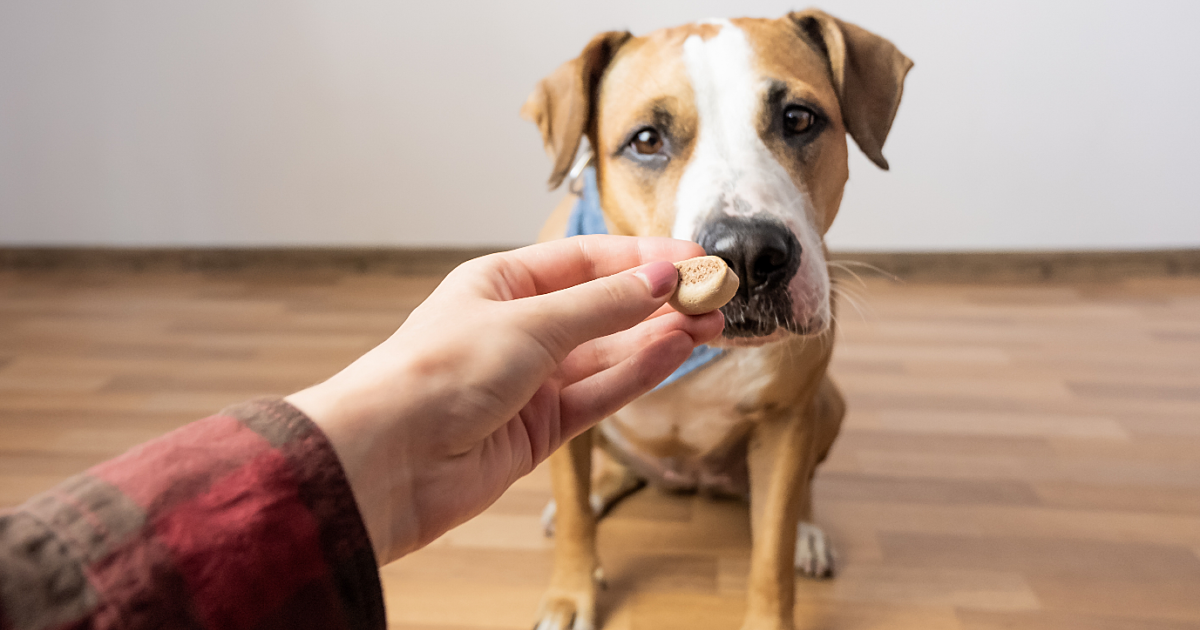 Your pet will love these healthy (and… | AWL | Animal Welfare League