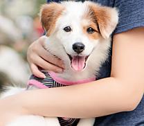 Pet Boarding Adelaide | AWL | Animal Welfare League