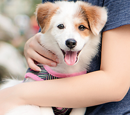 Pet Boarding Adelaide | AWL | Animal Welfare League