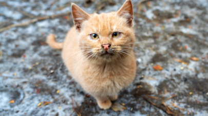 What to do if you find a stray cat | AWL | Animal Welfare League
