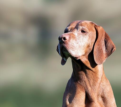 Rehome your pet | AWL | Animal Welfare League