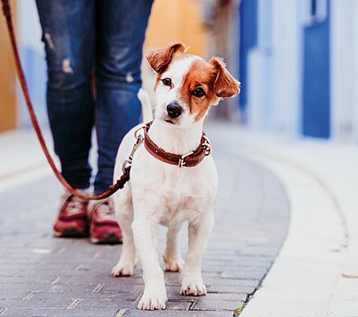 Support AWL | AWL | Animal Welfare League