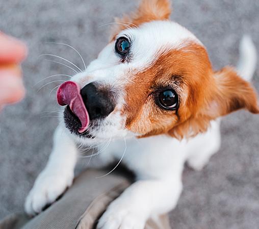 Support AWL | AWL | Animal Welfare League