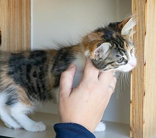 Pet adoption | AWL | Animal Welfare League