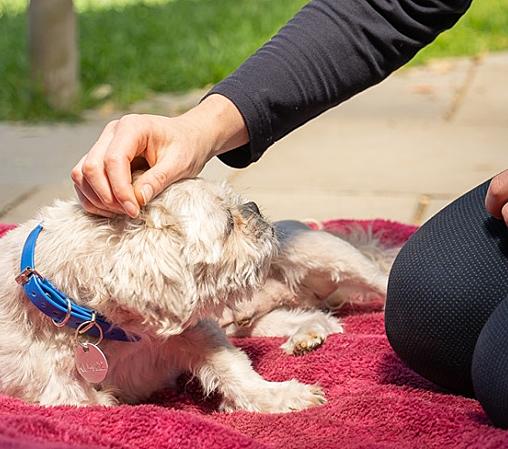 About us | AWL | Animal Welfare League