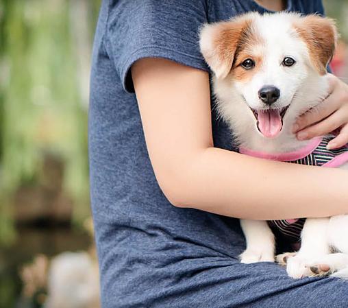 About us | AWL | Animal Welfare League