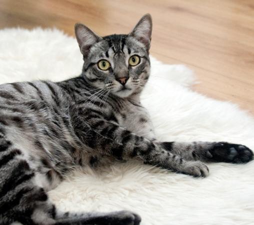 Rehome your pet | AWL | Animal Welfare League