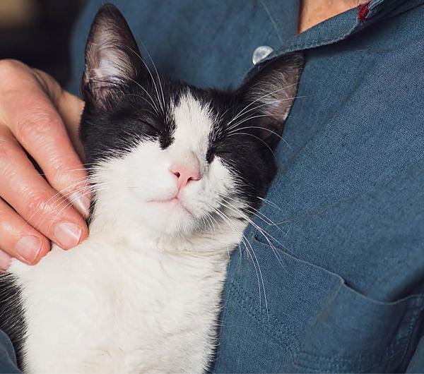 Topical tips | AWL | Animal Welfare League