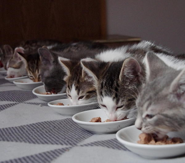 Support AWL | AWL | Animal Welfare League