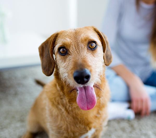 Support AWL | AWL | Animal Welfare League