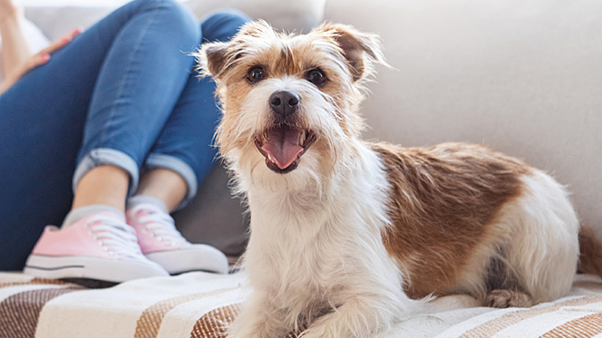 Become a member | AWL | Animal Welfare League