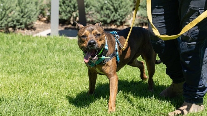 Dog adoption | AWL | Animal Welfare League