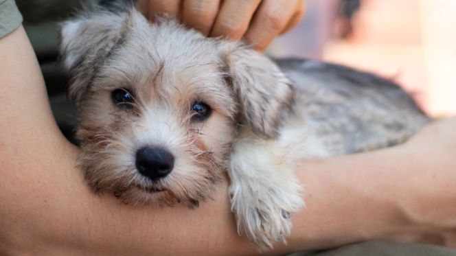 I've lost my dog | AWL | Animal Welfare League