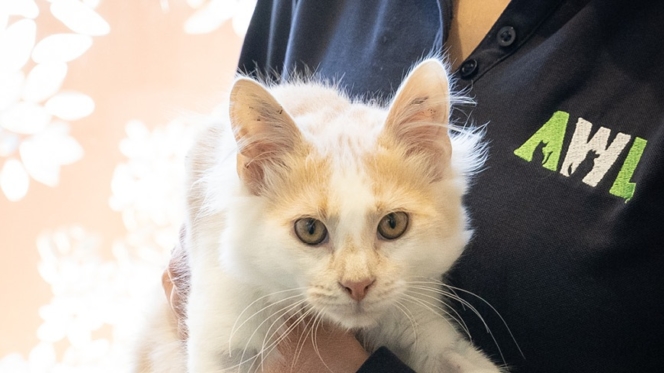 Who we are | AWL | Animal Welfare League