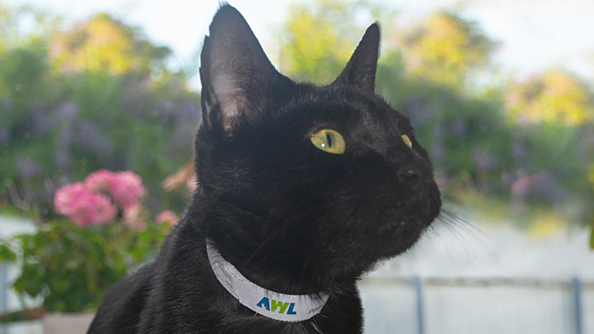 Paper cat collars | AWL | Animal Welfare League