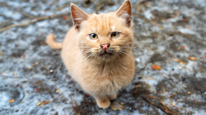 What to do if you find a stray cat | AWL | Animal Welfare League