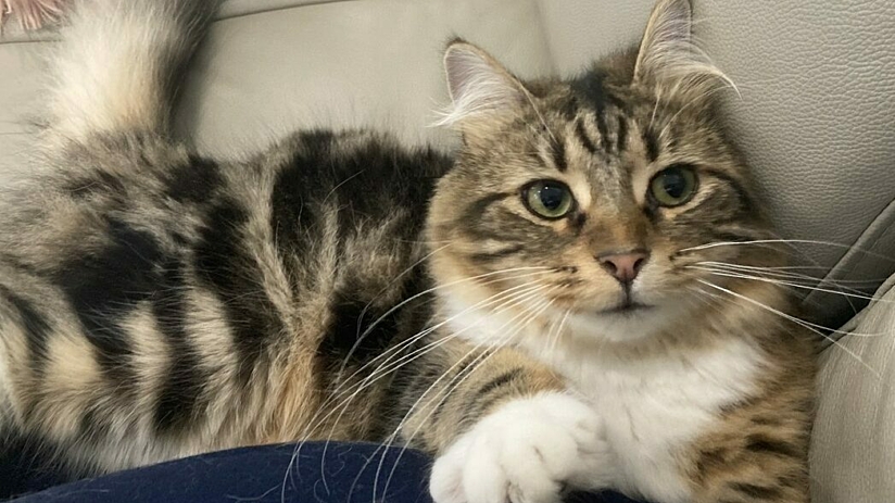 Checkers and Riddles find their home… | AWL | Animal Welfare League