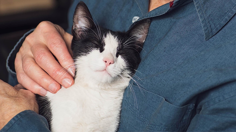 Eleven reasons to adopt an adult cat | AWL | Animal Welfare League