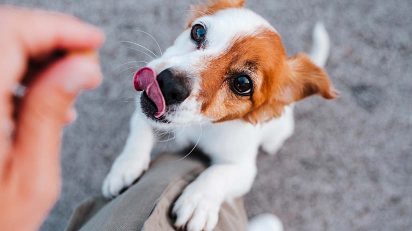 Boarding Terms and Conditions | AWL | Animal Welfare League