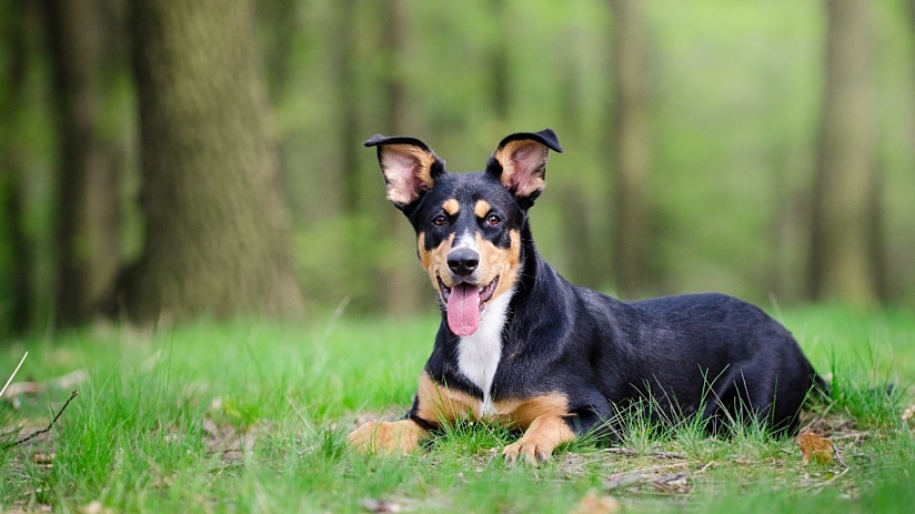 Hints and tips | AWL | Animal Welfare League