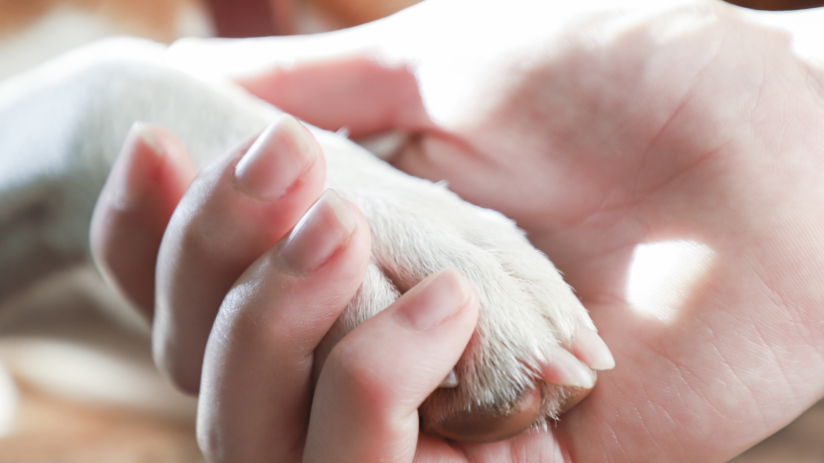 Leave a gift in your Will | AWL | Animal Welfare League