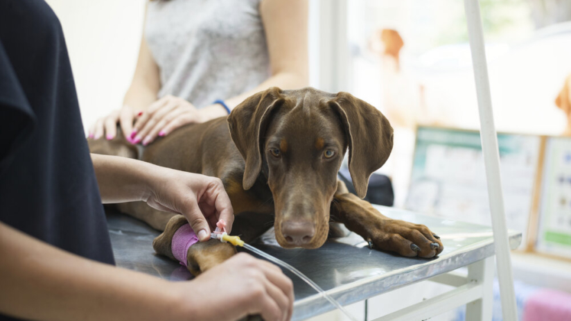 Your guide to pet first aid | AWL | Animal Welfare League