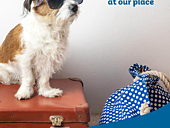 AWL | Animal Welfare League